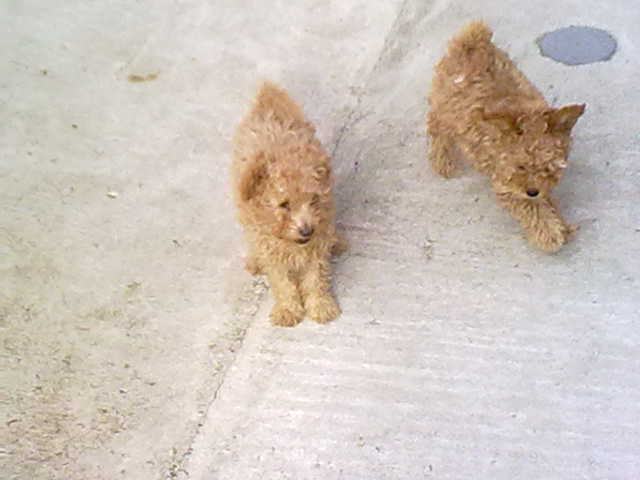 MINI PUDLICE APRIKOT