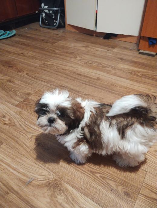 Mini shih tzu decko