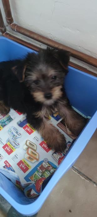 Extra mini Yorki terijer