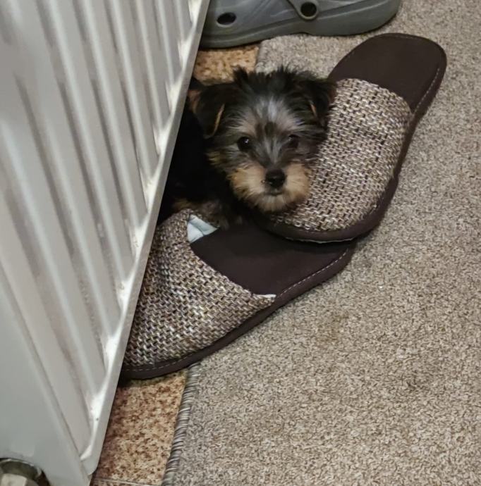 Extra mini Yorki terijer