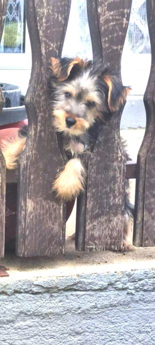 Extra mini Yorki terijer