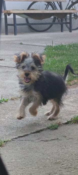 Extra mini Yorki terijer