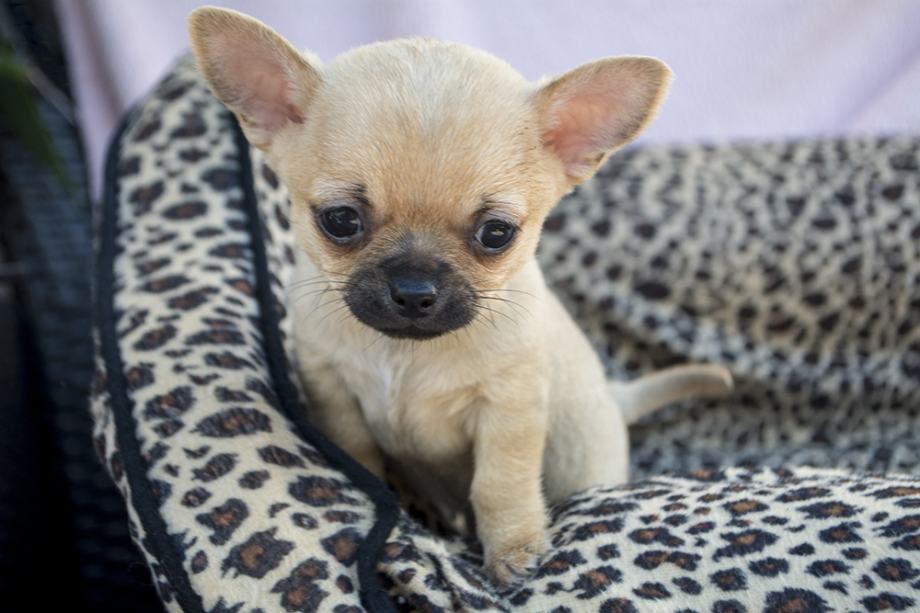 miniaturne štence čivave