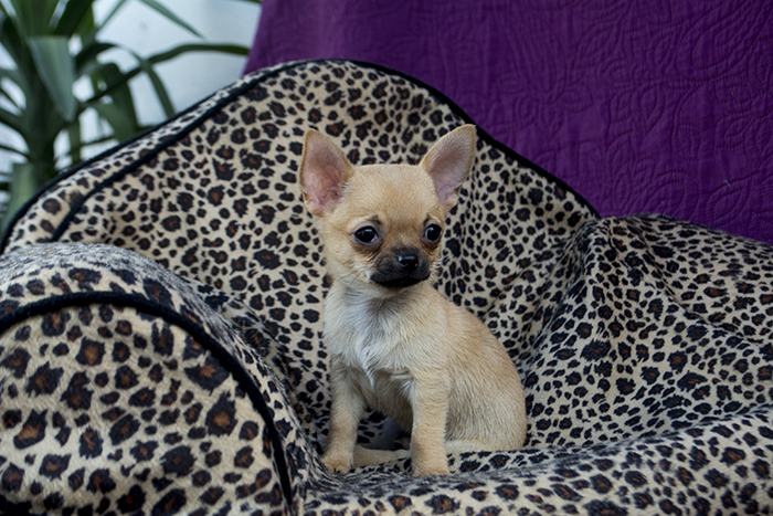 miniaturne štence čivave