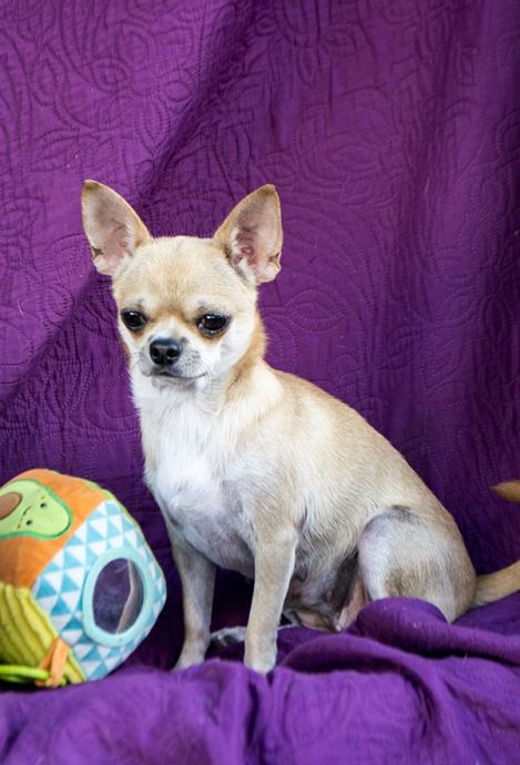 miniaturne štence čivave