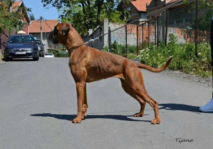 Mlada zenka nemackog boksera - POKLON