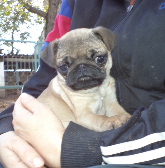 Mops