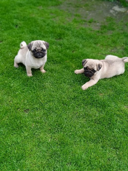 Mops - štenci za prodaju