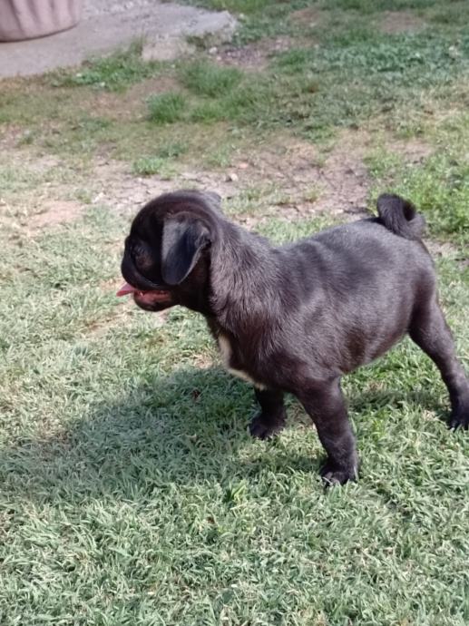 MOPS - štenci za proodaju