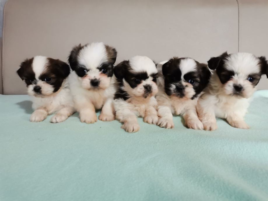 Shi Tzu, shi tzu, shih Tzu, šicu štenci prodaja