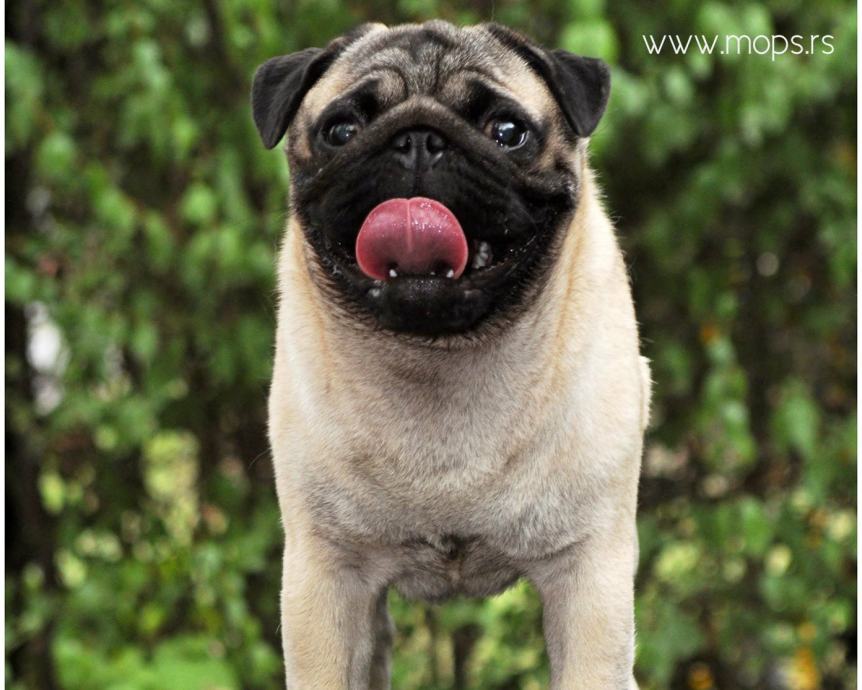 Mops stenci vrhunskog kvaliteta