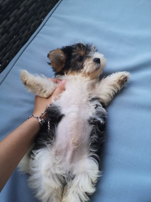 Biwer joksir terijer