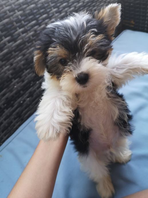 Biwer joksir terijer