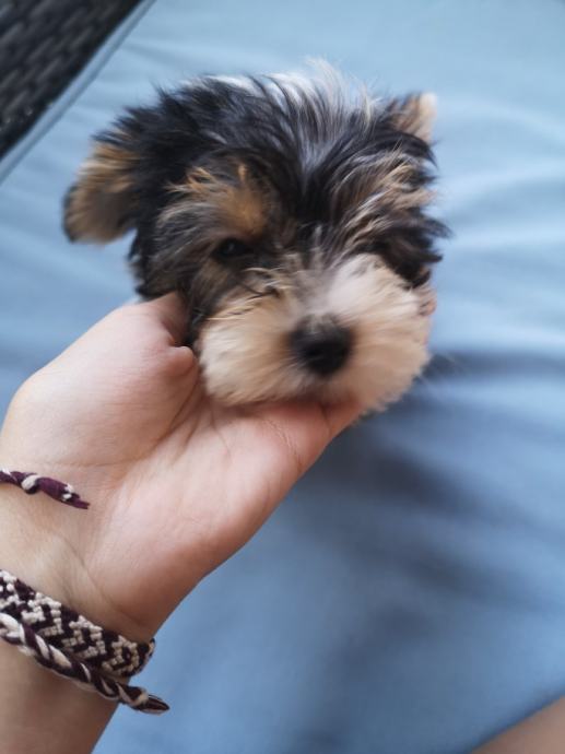 Biwer joksir terijer