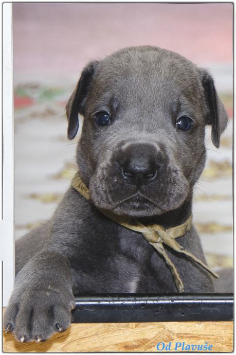 Njemačka Doga - plava