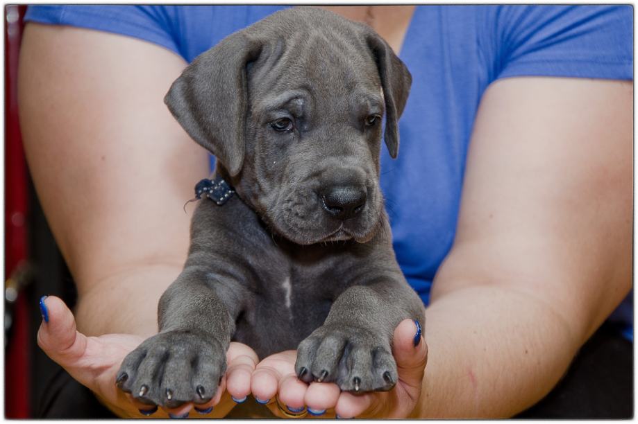 Njemačka Doga - plava