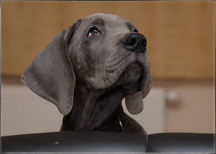 Njemačka Doga - plava