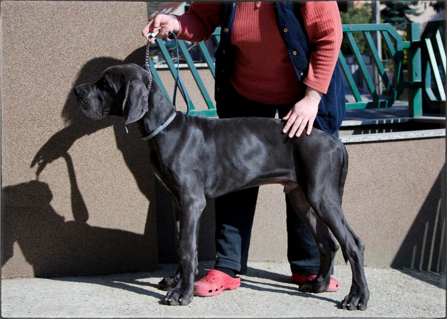 Njemačka Doga - plava