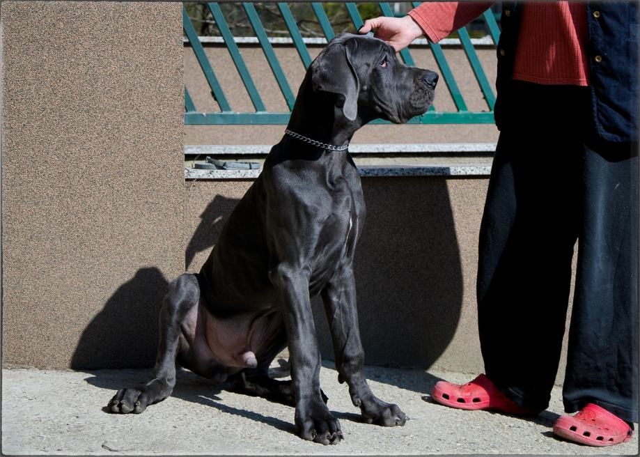 Njemačka Doga - plava