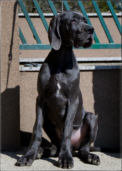 Njemačka Doga - plava