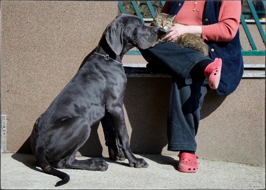 Njemačka Doga - plava