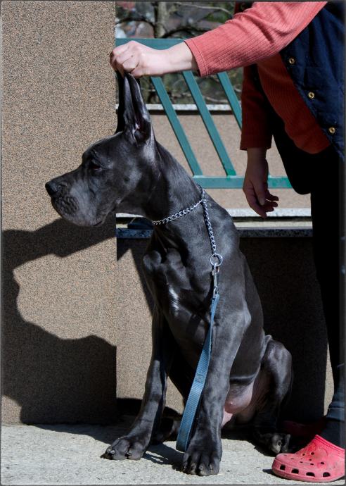 Njemačka Doga - plava