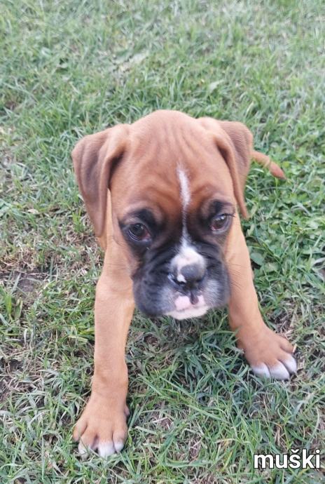 Njemački boxer štenci