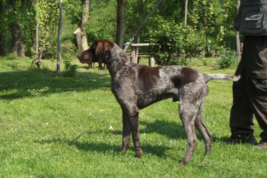 Njemački kratkodlaki ptičar, dresiran, lovni pas