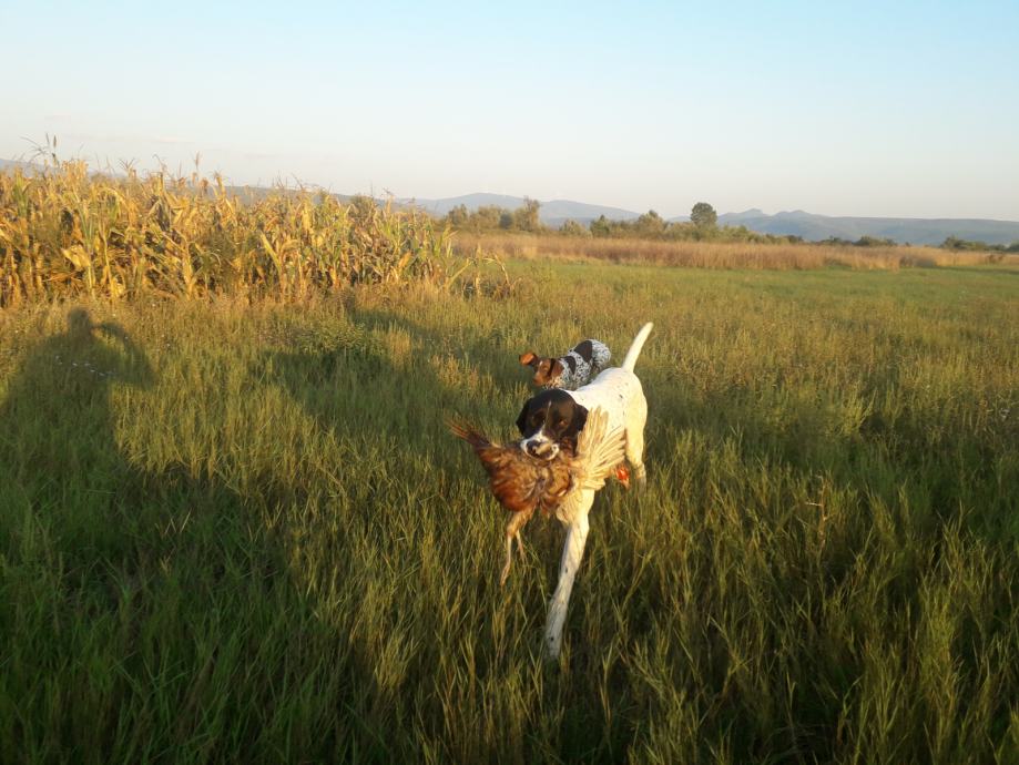 Njemacki kratkodlaki ptičar