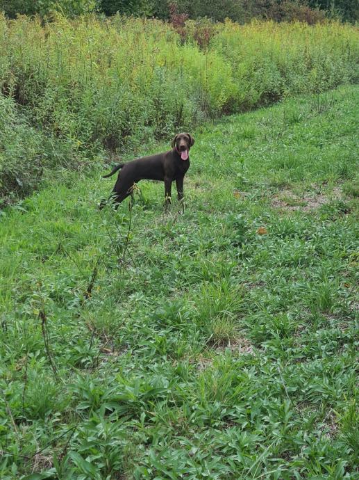 Njemački kratkodlaki ptičar
