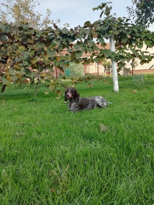 Njemacki kratkodlaki pticar