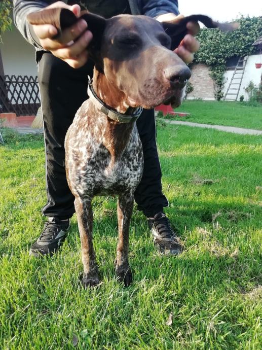 Njemacki kratkodlaki pticar