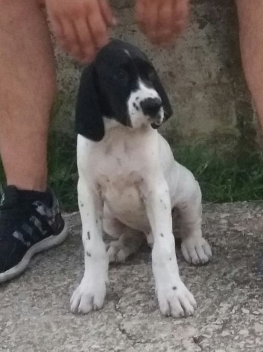 Njemacki kratkodlaki pticar