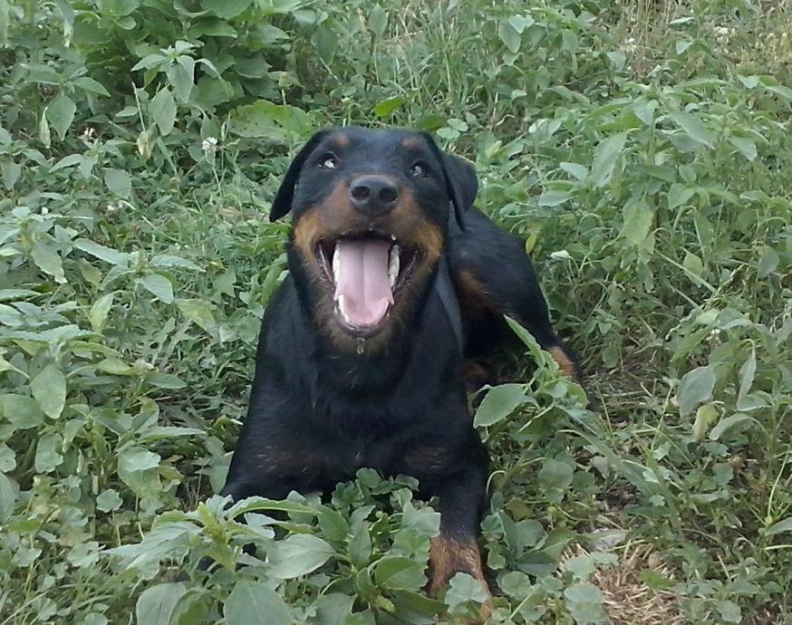 NJEMACKI LOVNI TERIJER