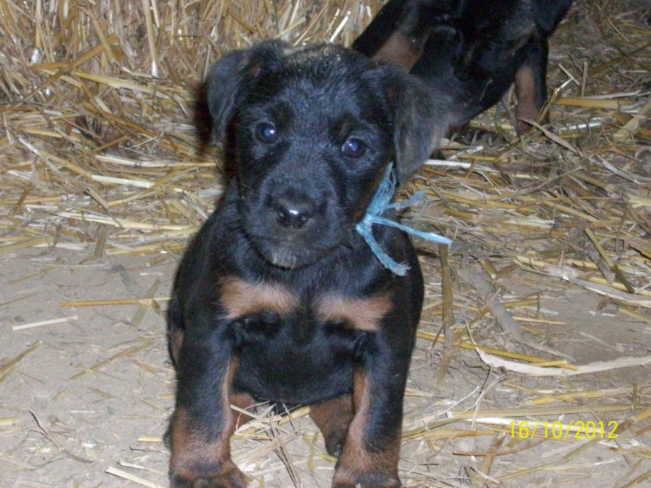 NJEMAČKI LOVNI TERIJER