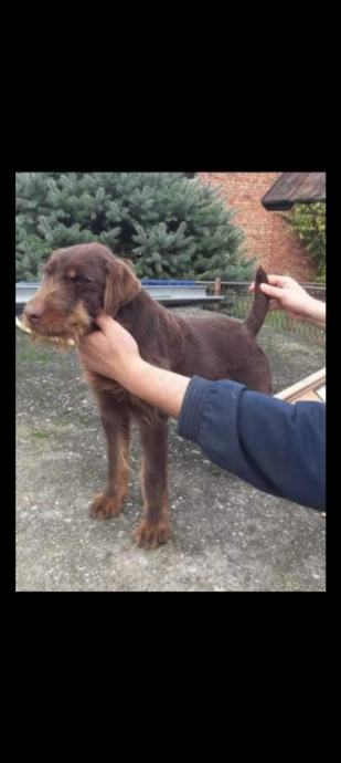 Njemacki lovni terijer