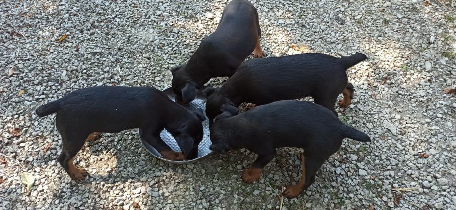 Njemački lovni terijer