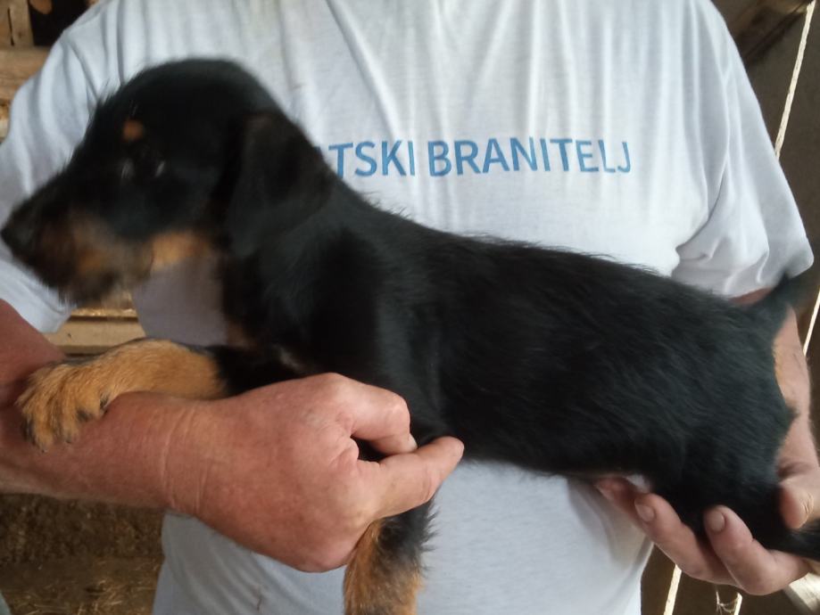 Njemački lovni terijer