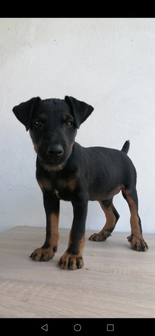 Njemacki lovni terijer