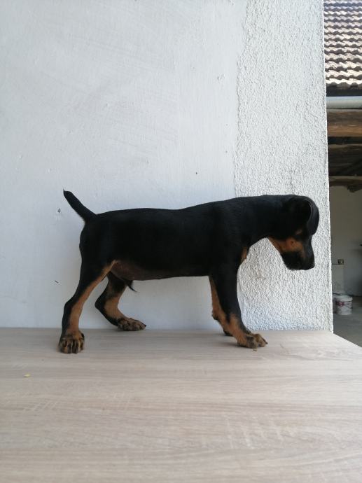 Njemacki lovni terijer