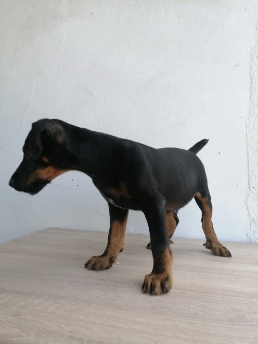 Njemacki lovni terijer