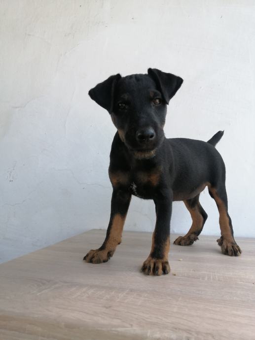 Njemacki lovni terijer