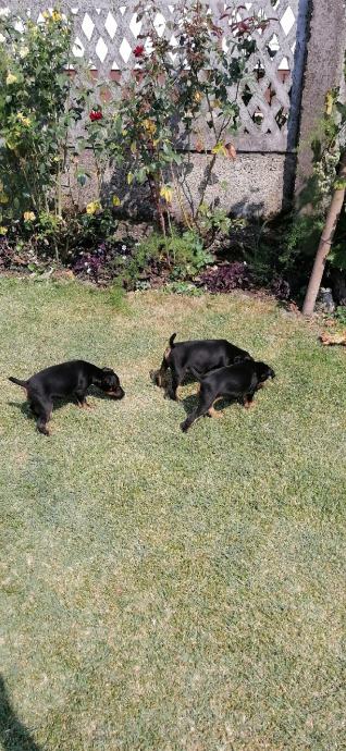 Njemacki lovni terijer