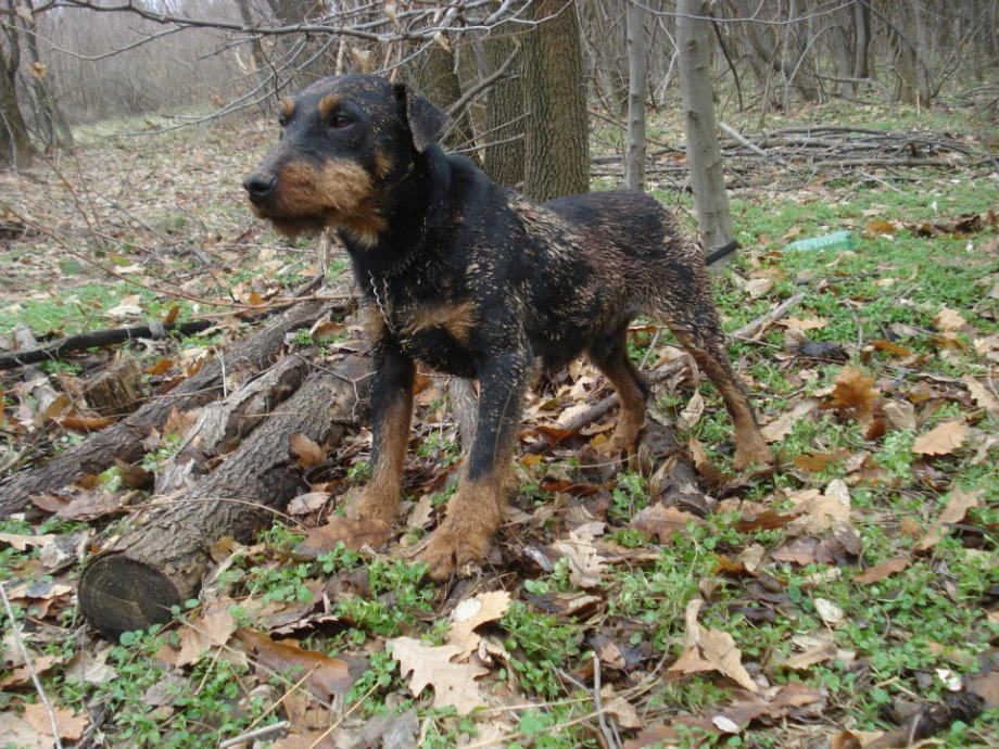 Njemački lovni terijer video