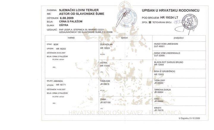 Njemački lovni terijer video