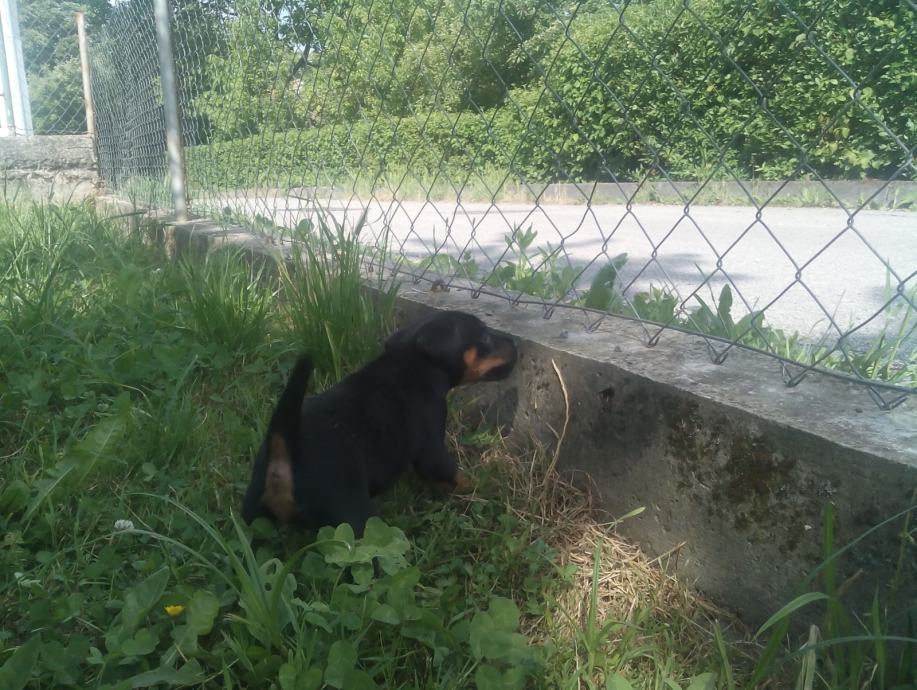 njemački lovni terijer