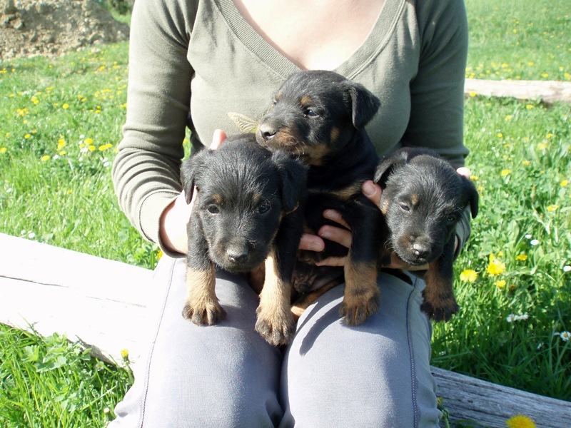 Njemački lovni terijer