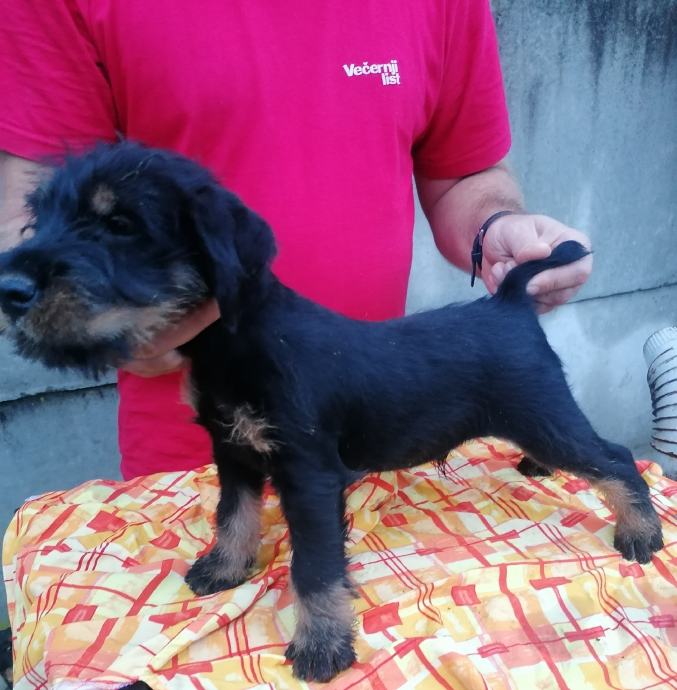 njemački lovni terijer musko stene