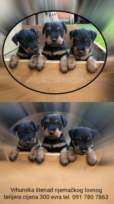 Njemacki lovni terijer štenići