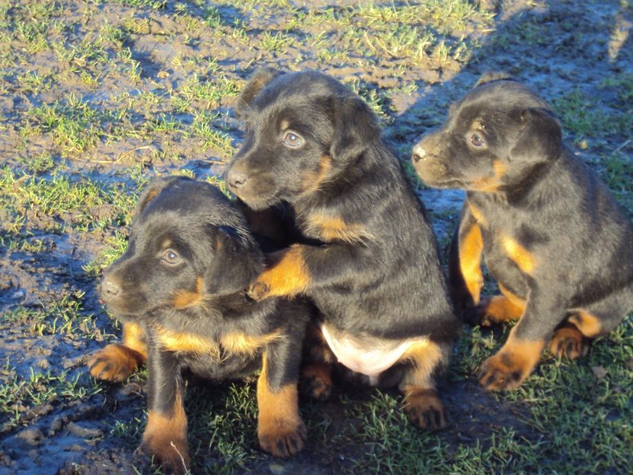 Njemacki lovni terijeri